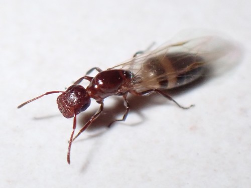 Mangrove Gate-keeper Ant (Colobopsis riehlii) · iNaturalist