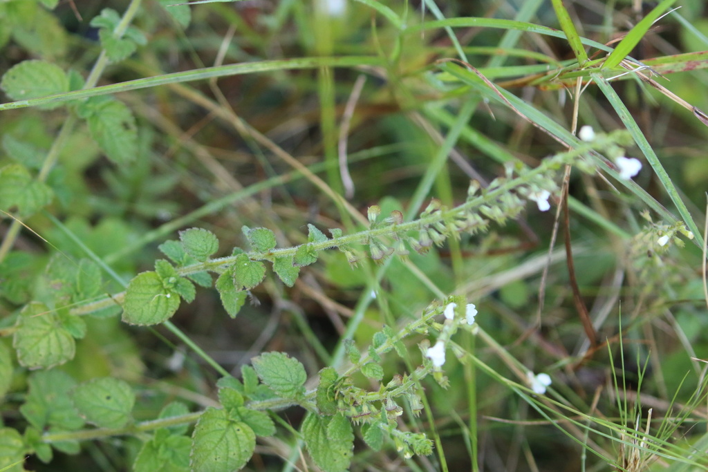 Endostemon obtusifolius from Crestholme, Waterfall, KZN, ZA on May 02 ...