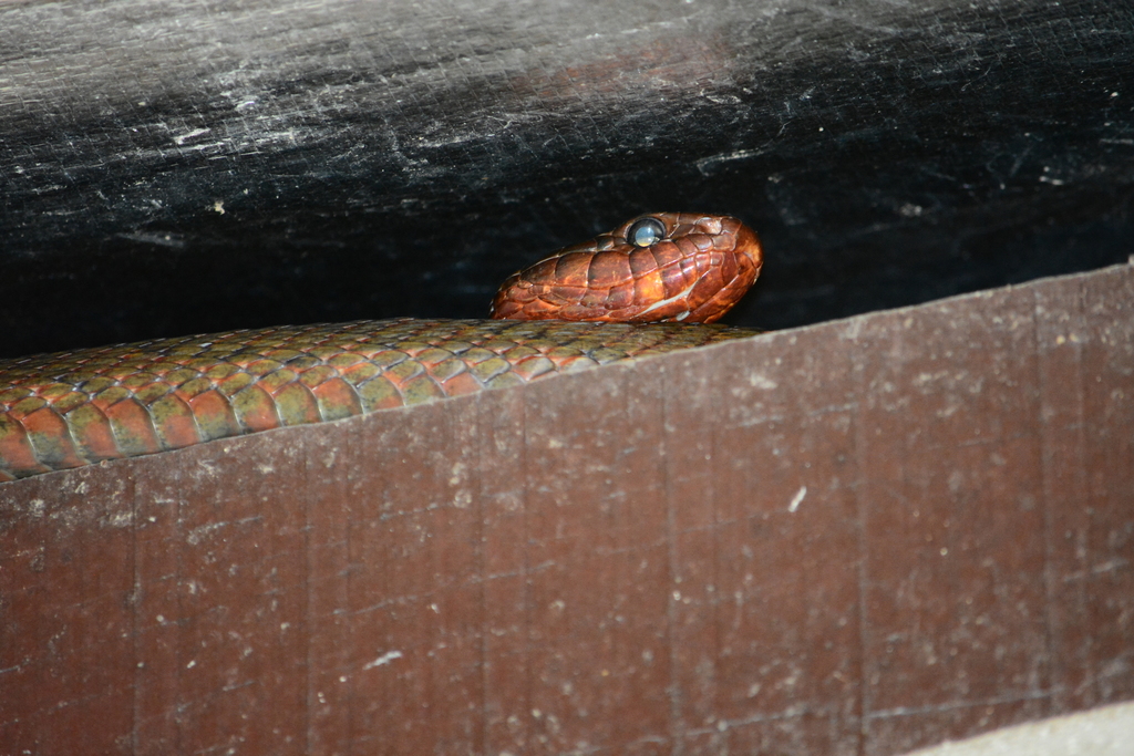 Amazon Puffing Snake from Reserva Natural Vale, Linhares, ES, Brasil on ...
