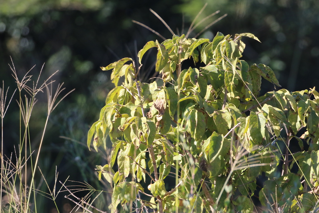 Septee tree from Crestholme Drive, Waterfall, KZN, ZA on May 2, 2022 at ...