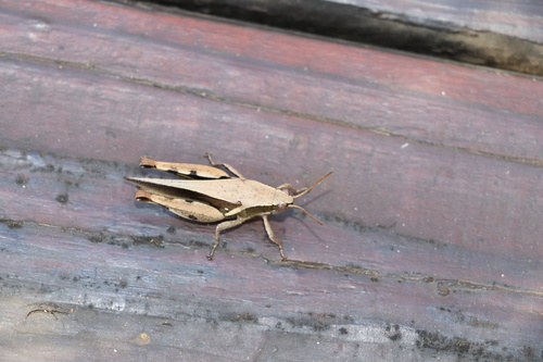 Observations by paolocandotti · iNaturalist