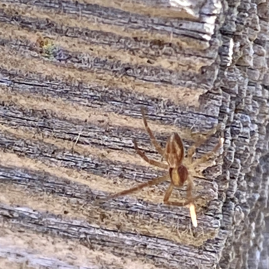 Entelegyne Spiders from N Lubec Rd, Lubec, ME, US on May 2, 2022 at 11: ...