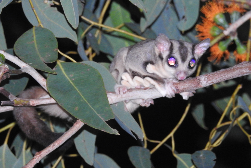 Savanna Glider (Petaurus breviceps ariel) - Know Your Mammals