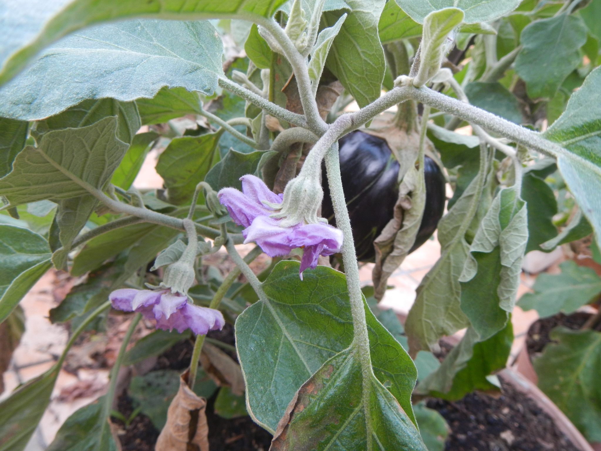 Solanum melongena L.