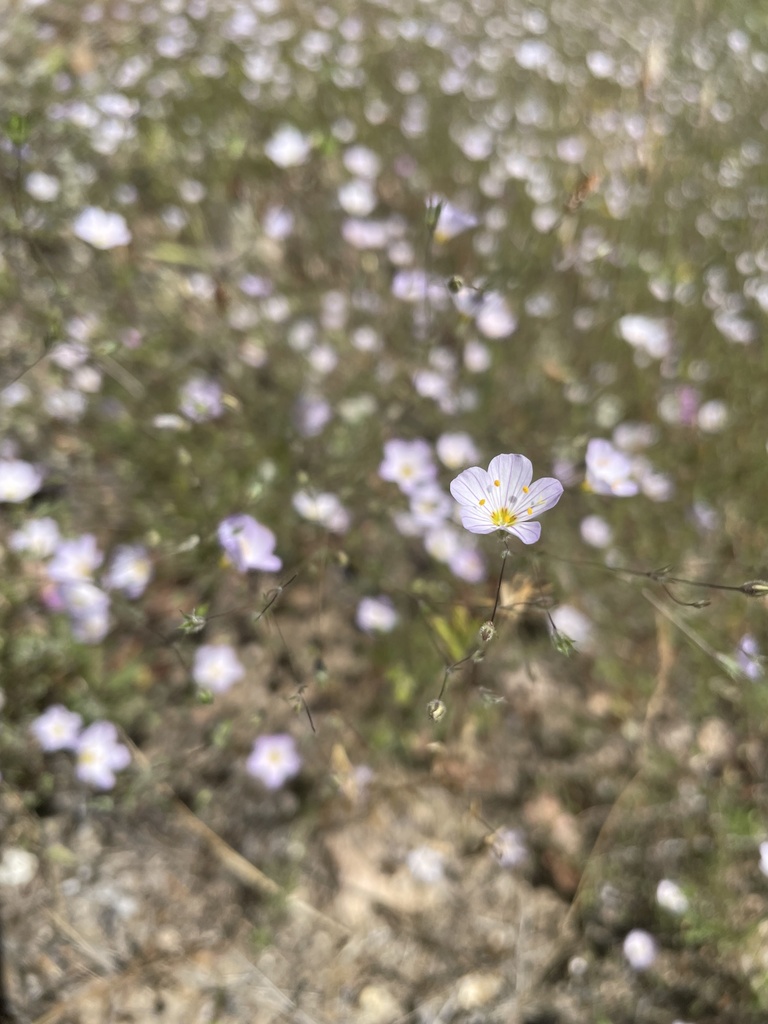 Flax-flowered Linanthus from Fort Hunter Liggett, King City, CA, US on ...
