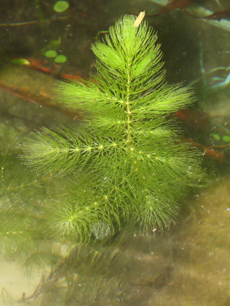 coontail (Ceratophyllum demersum) - Botanical Realm