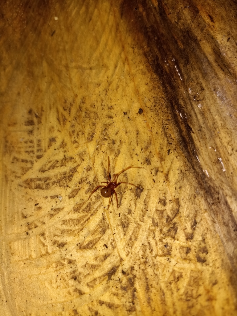 Cobweb Spiders from Altos del Poblado, Medellín, Antioquia, Colombia on ...