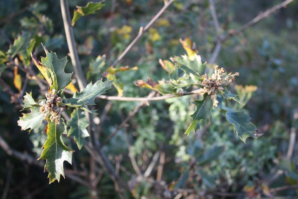 Oracle Oak (Sequoia National Park: Native Trees) · iNaturalist
