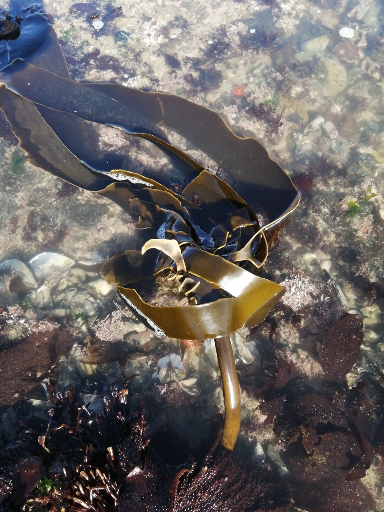 Common Kelp from Mouille Point, Cape Town, 8005, South Africa on May 02 ...