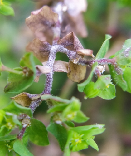 Podosphaera euphorbiae · iNaturalist