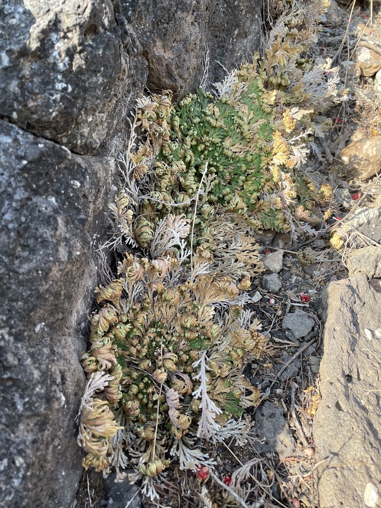 resurrection plant from Alpine, TX, US on May 2, 2022 at 09:38 AM by ...