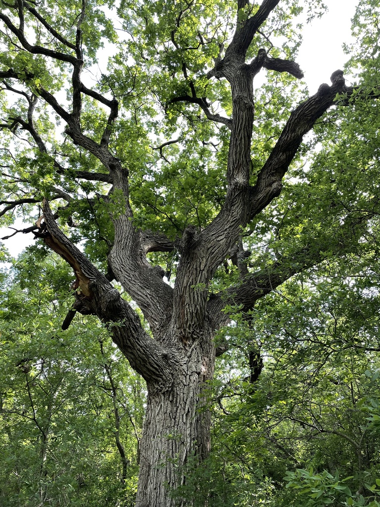 bur oak from Miller Spring Park, Temple, TX, US on May 2, 2022 at 10:28 ...