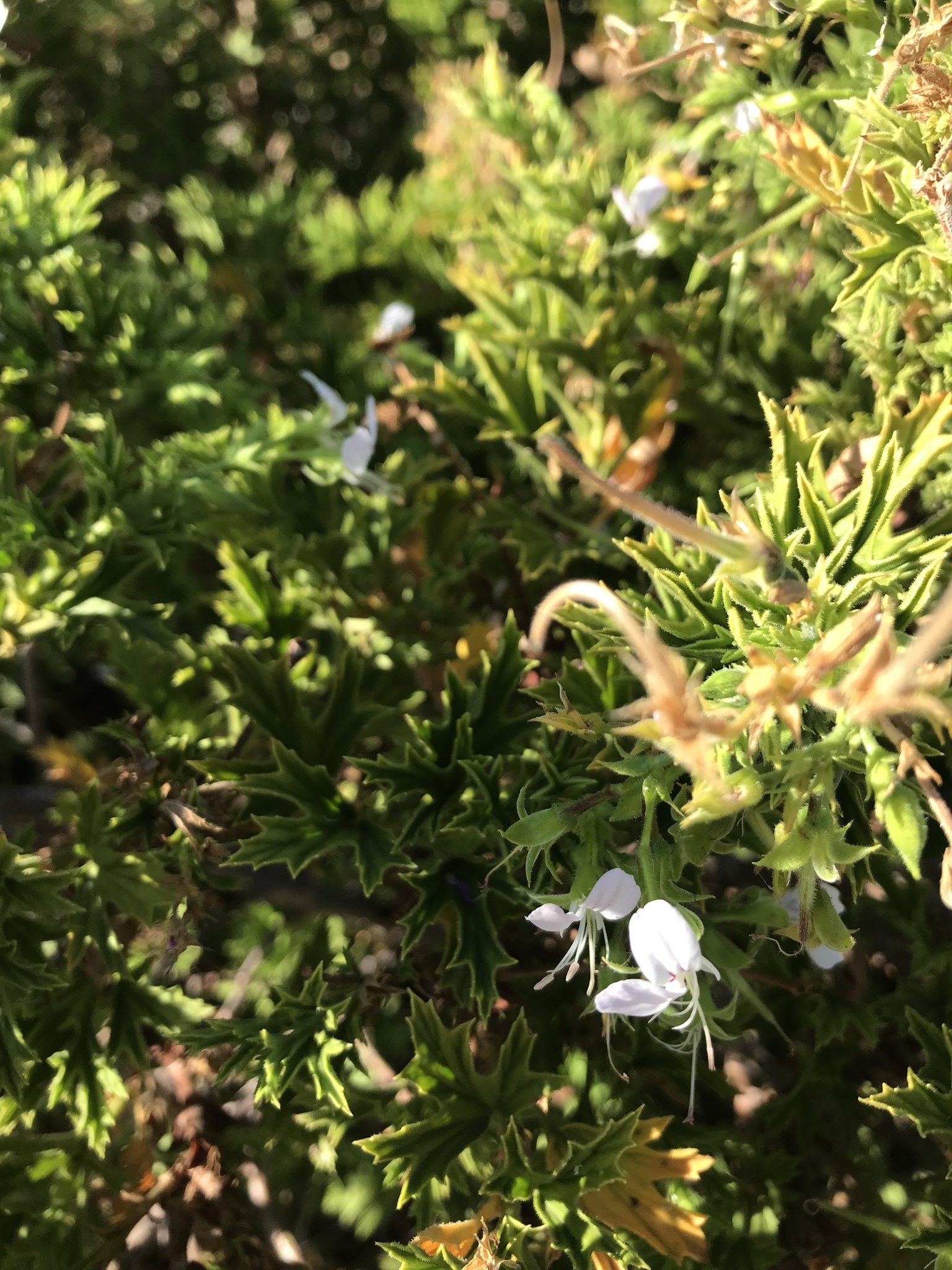 Pelargonium scabrum (L.) L'Hér.