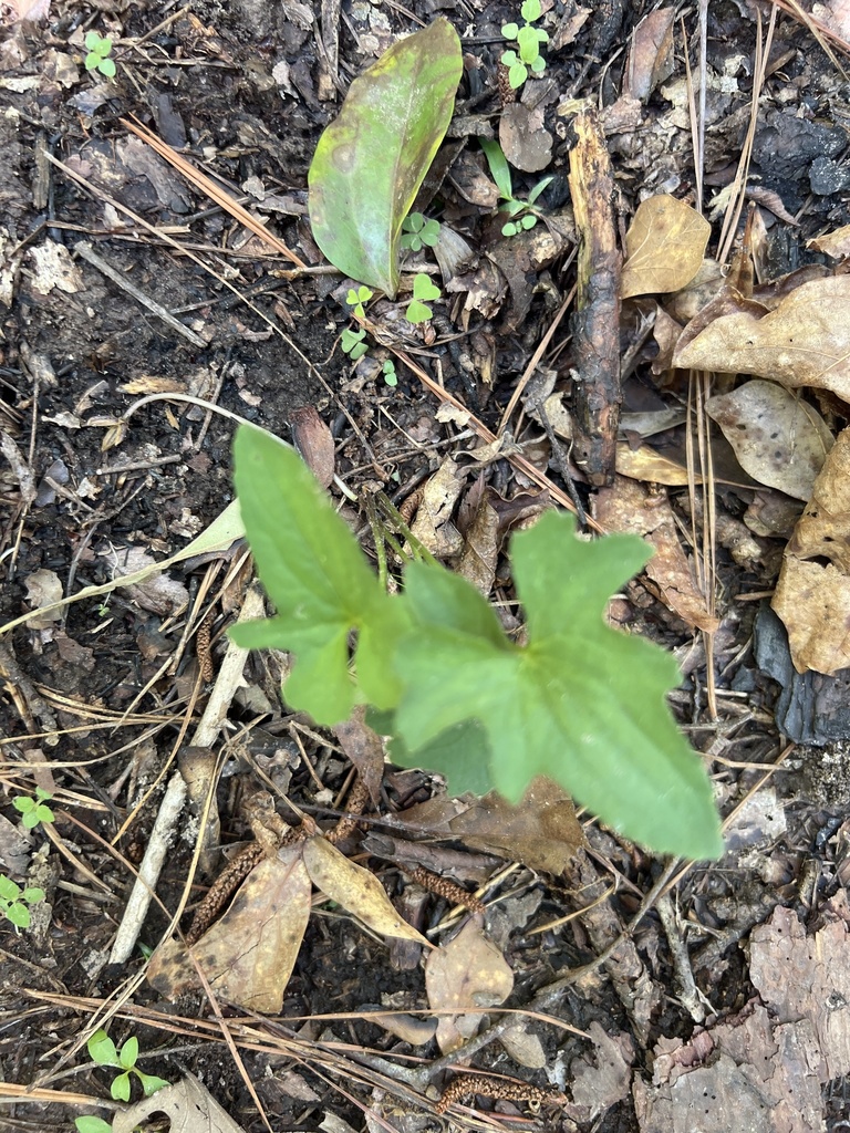 palm violet from Stoltje Dr, Conroe, TX, US on May 02, 2022 at 01:25 PM ...