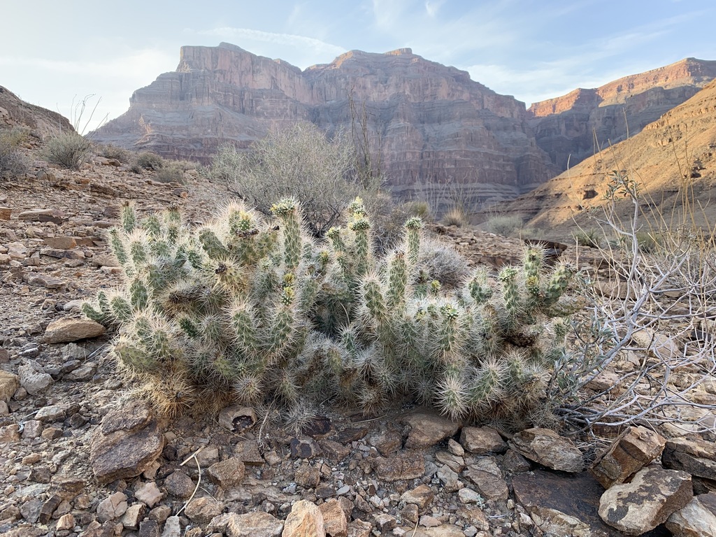 Peach Springs Cholla from Mohave County, AZ, USA on April 27, 2022 at ...
