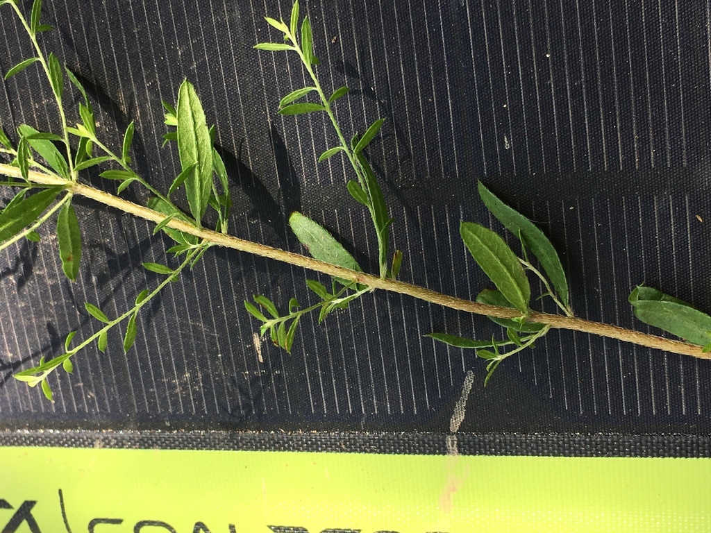 Thymeleaf Pinweed from Grandview, TN 37337, Grandview, TN, US on June 8 ...