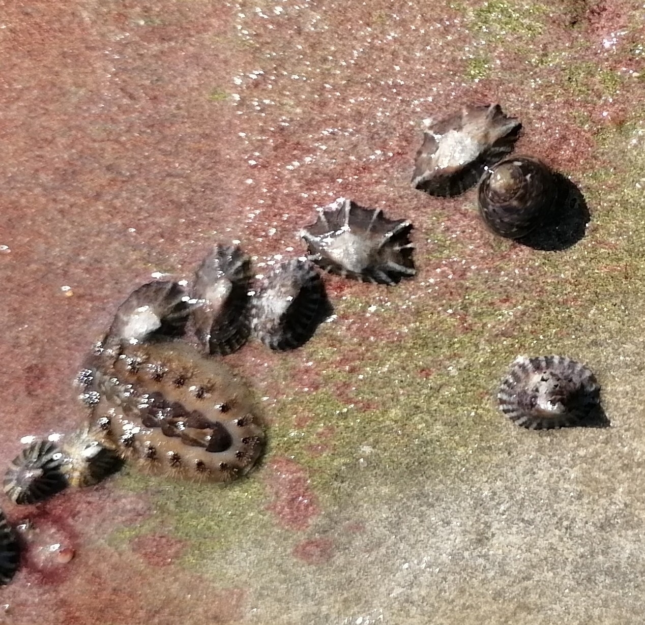 Cymbula oculus (Born, 1778)