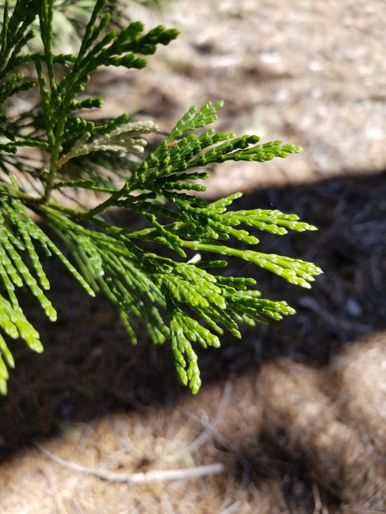 California incense-cedar from Forest Rte 7S02, Mountain Center, CA ...