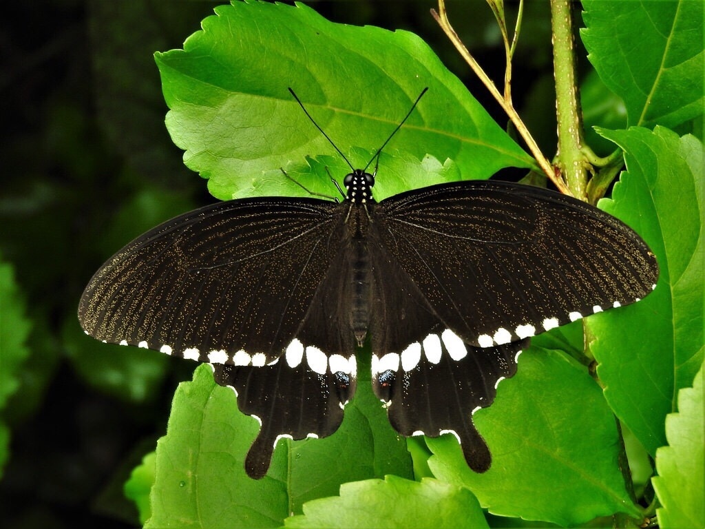 Common Mormon Swallowtail from Mysore Road, , Kerala, IN on June 8 ...