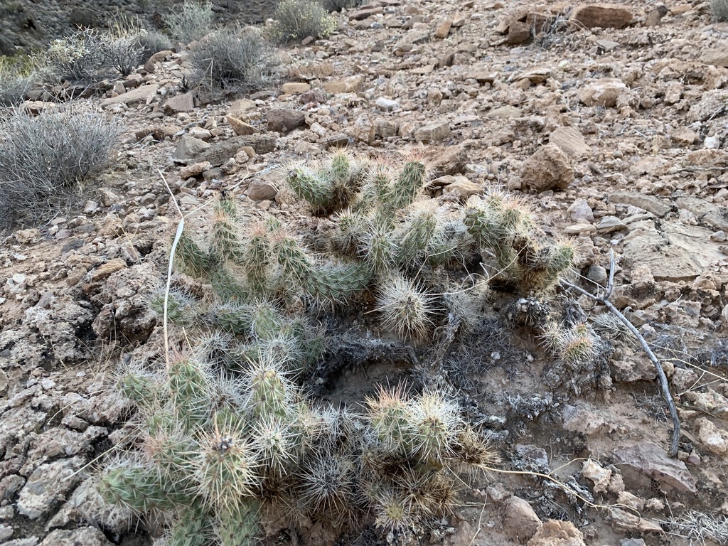 Peach Springs Cholla from Mohave County, AZ, USA on April 27, 2022 at ...