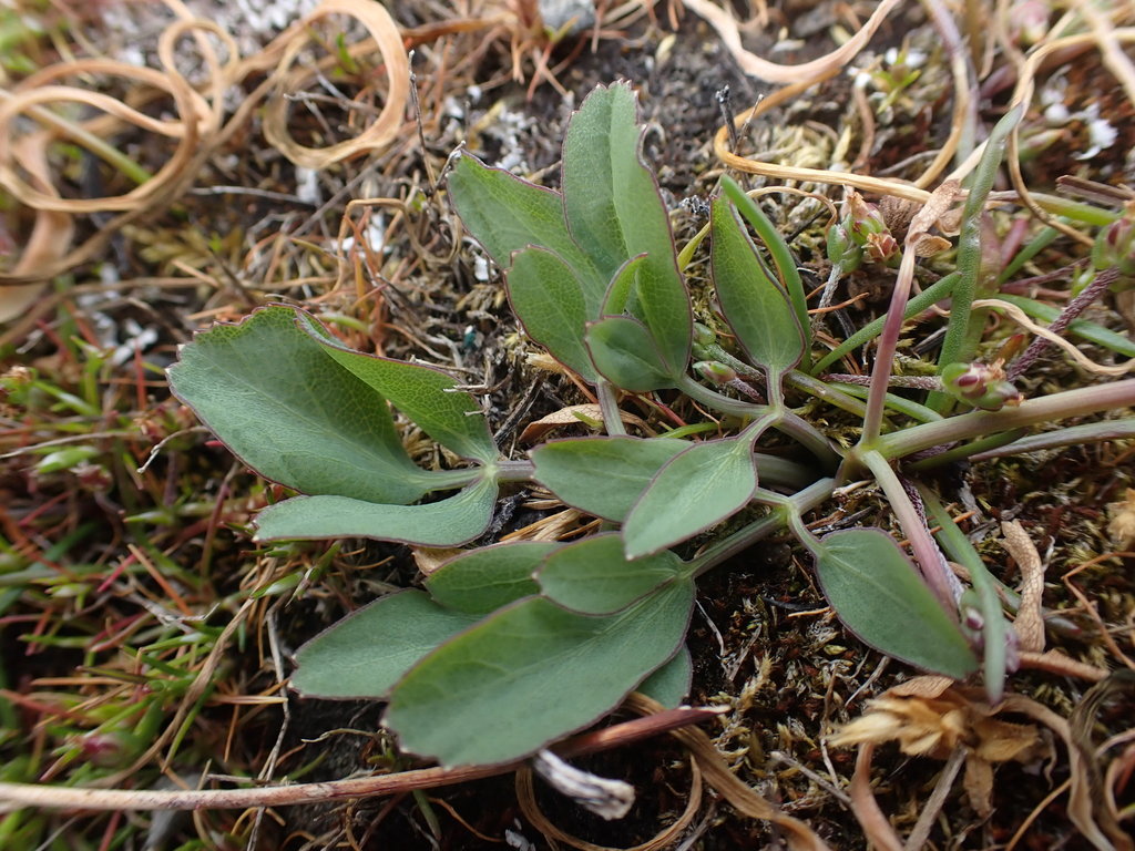 Barestem Biscuitroot from Oak Bay, BC, Canada on April 30, 2022 at 02: ...