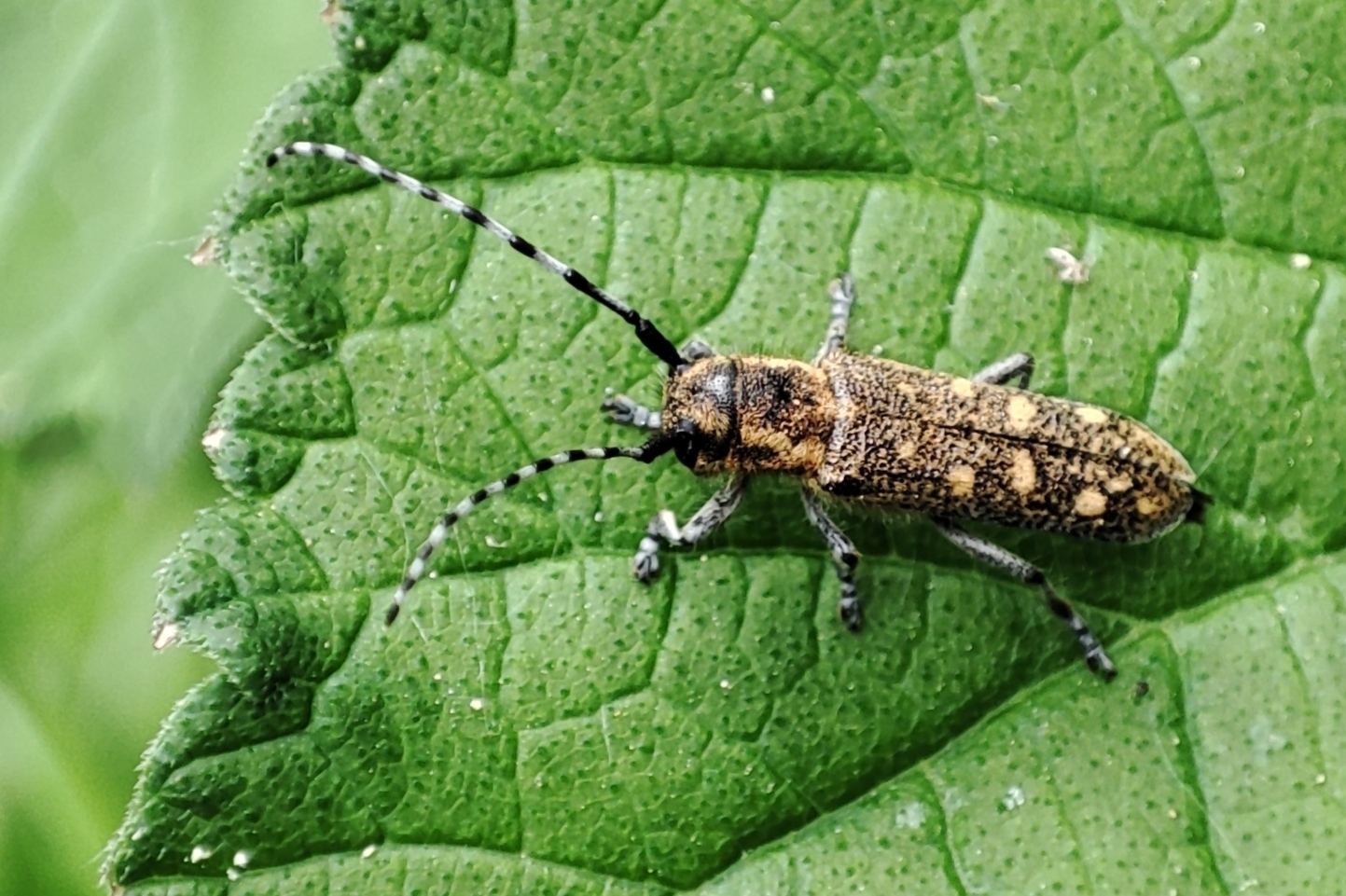 Saperda populnea (Linnaeus, 1758)