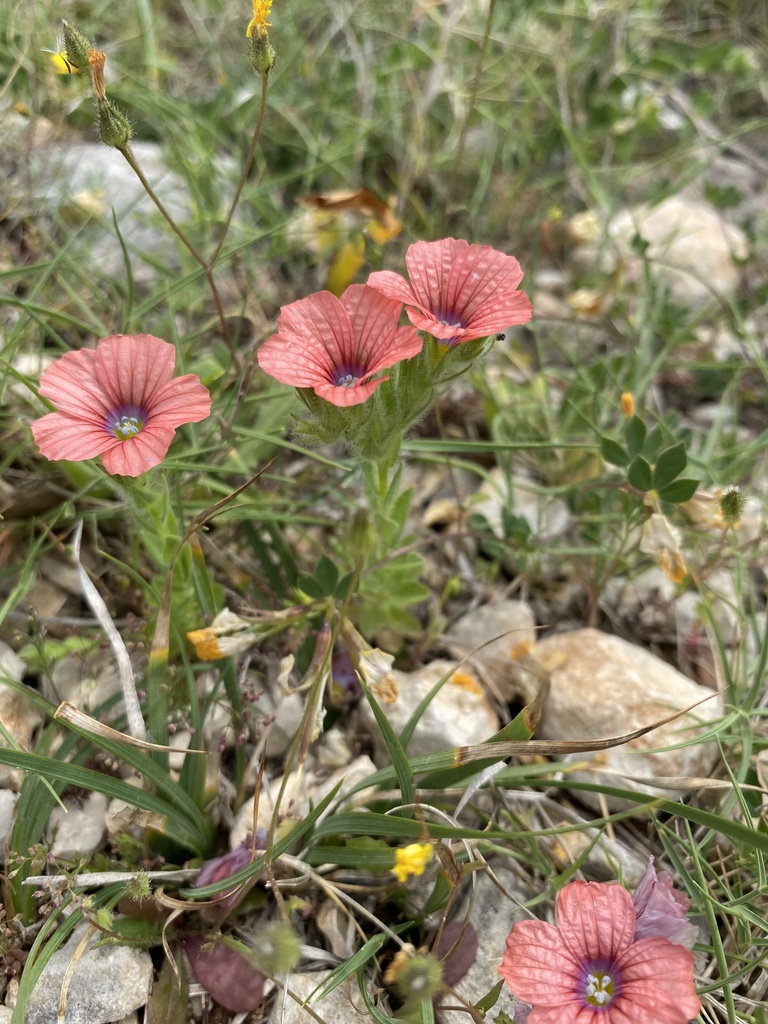 Flax Family (Linaceae) - Botanical Realm