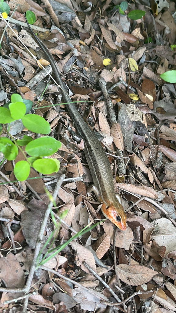 Broad-headed Skink from Southwest Park, College Station, TX, US on May ...