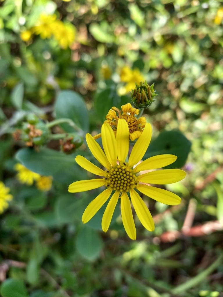 Bietou from Wilderness, 6560, South Africa on May 01, 2022 at 04:10 PM ...