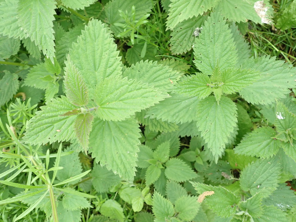great stinging nettle from West Sussex, England, United Kingdom on May ...