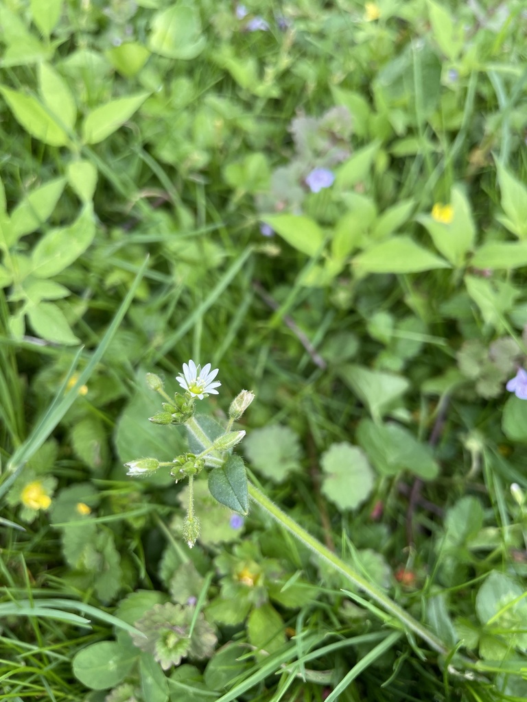 chickweeds from Seneca Park, Louisville, KY, US on May 02, 2022 at 03: ...