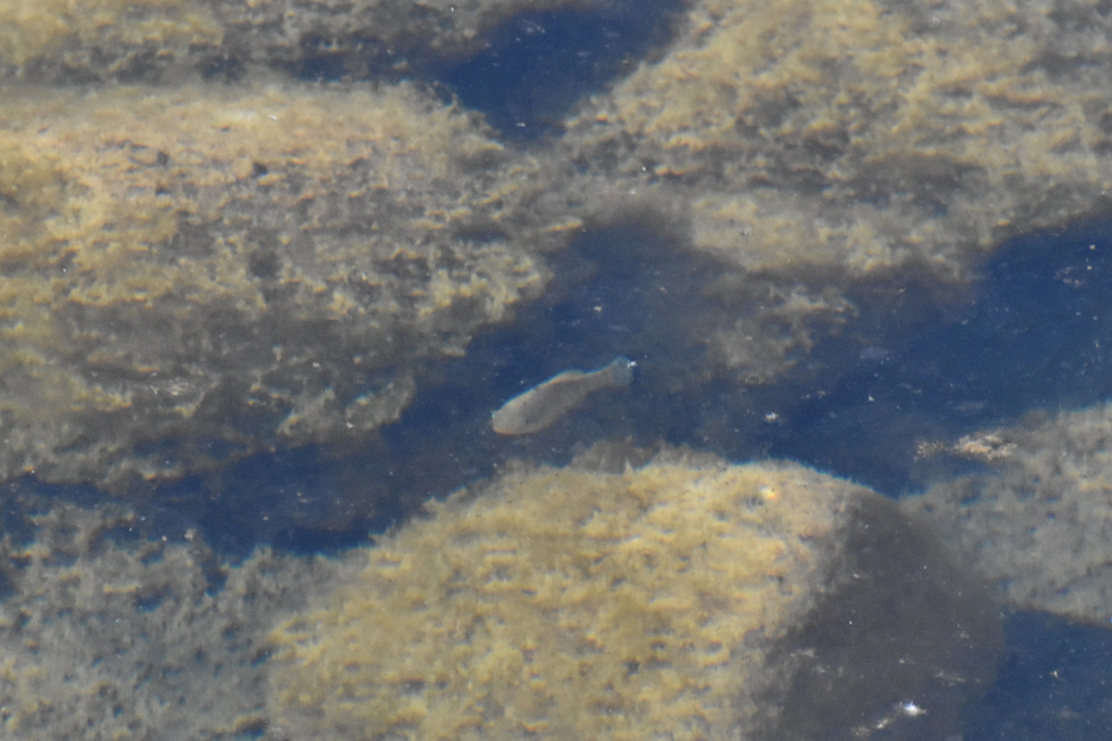 Julimes Pupfish from Rosales, Chih., México on May 2, 2022 at 09:09 AM ...