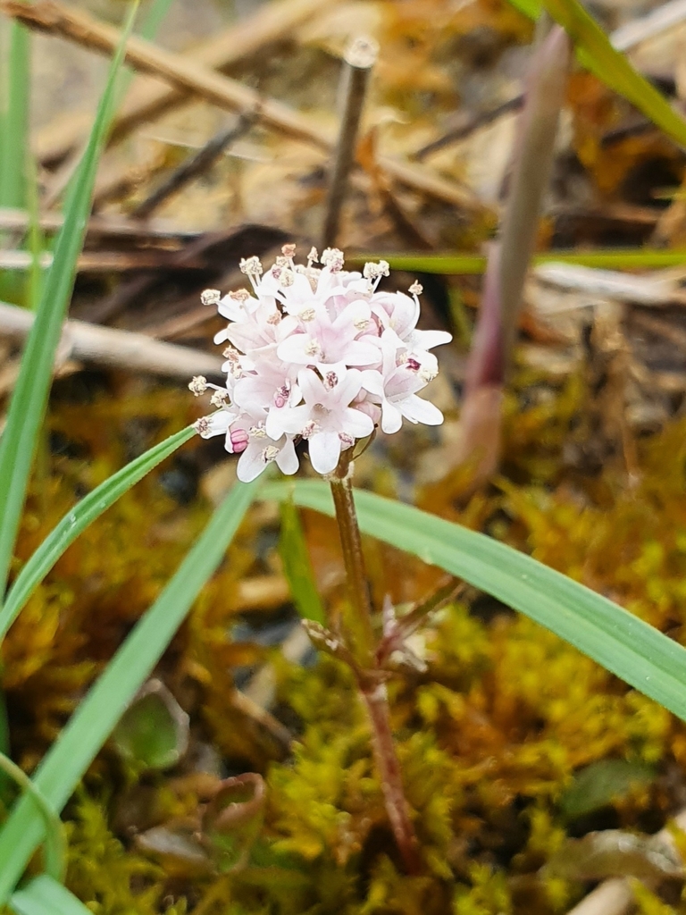 Marsh Valerian from Hopton, Diss IP22 2RD, UK on May 2, 2022 at 06:18 ...