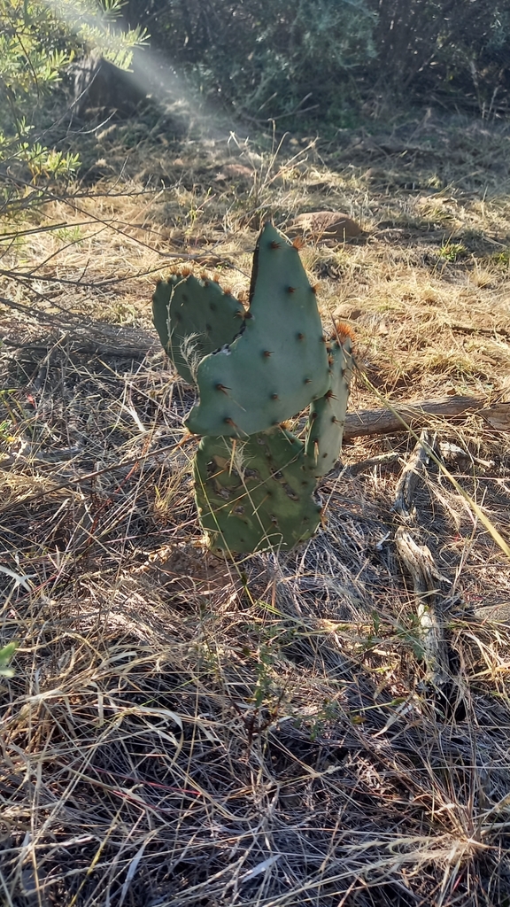 Orbiculate Prickly Pear Complex from Naval Hill Nature Reserve on May 2 ...