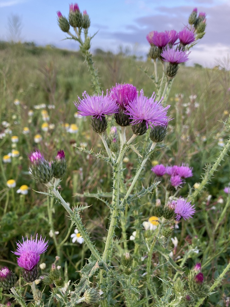 Italian thistle from Granada, Spain on April 27, 2022 at 08:56 AM by ...