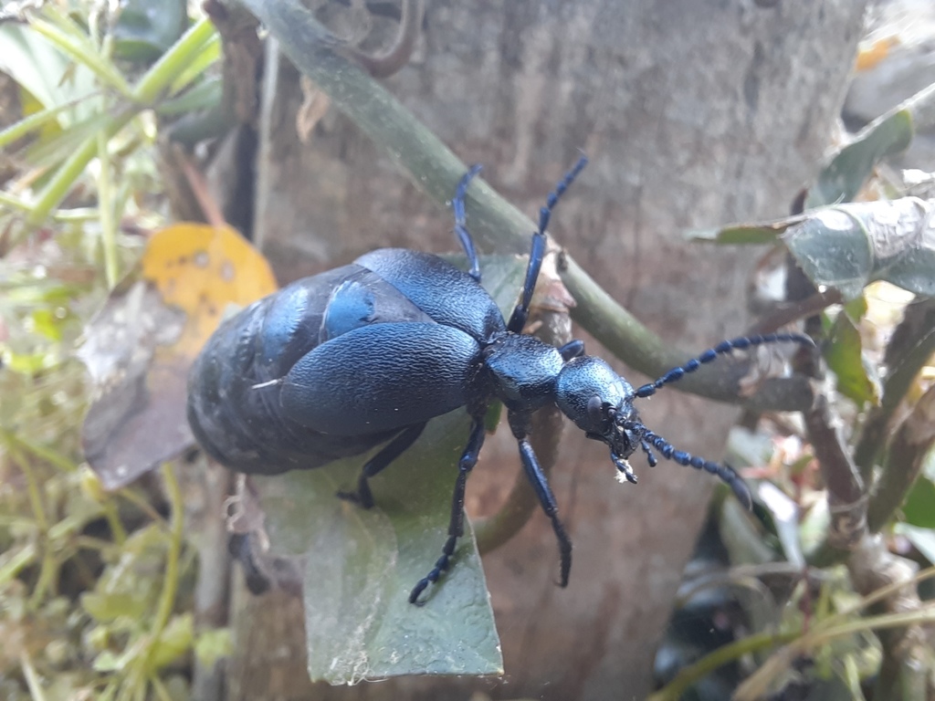 Violet Oil Beetle from Dorset, Wielka Brytania on May 2, 2022 at 03:56 ...