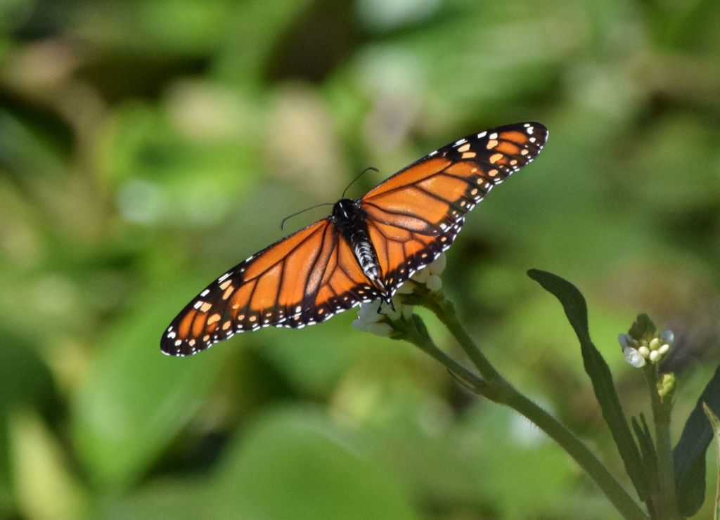 Southern Monarch from PARQUE AGUIAR,SAN NICOLAS on May 01, 2022 at 11: ...