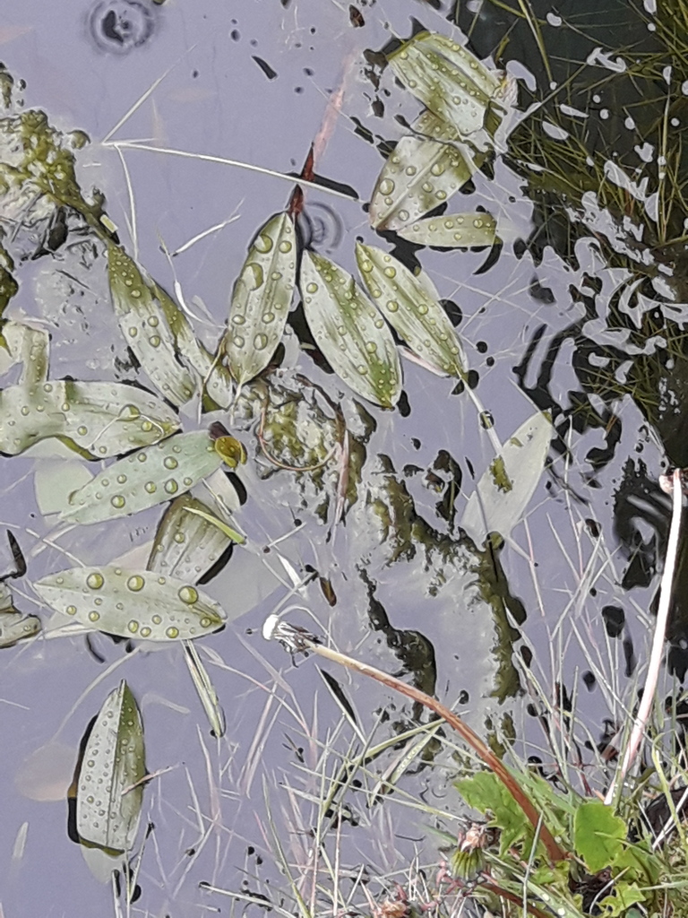 Bog Pondweed from Bilston, UK on May 01, 2022 at 11:25 AM by ...