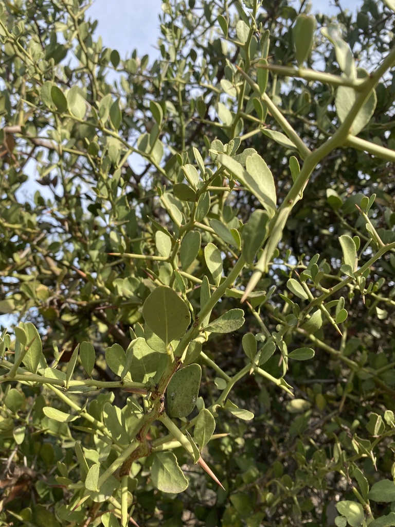 Common Spikethorn from Jack Muller and Danie Uys Park, Bellville, WC ...