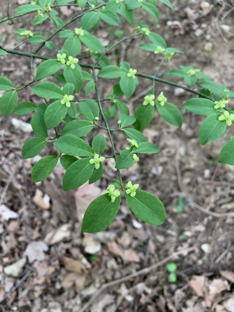 winged euonymus from Tyler Park, Louisville, KY, US on May 02, 2022 at ...