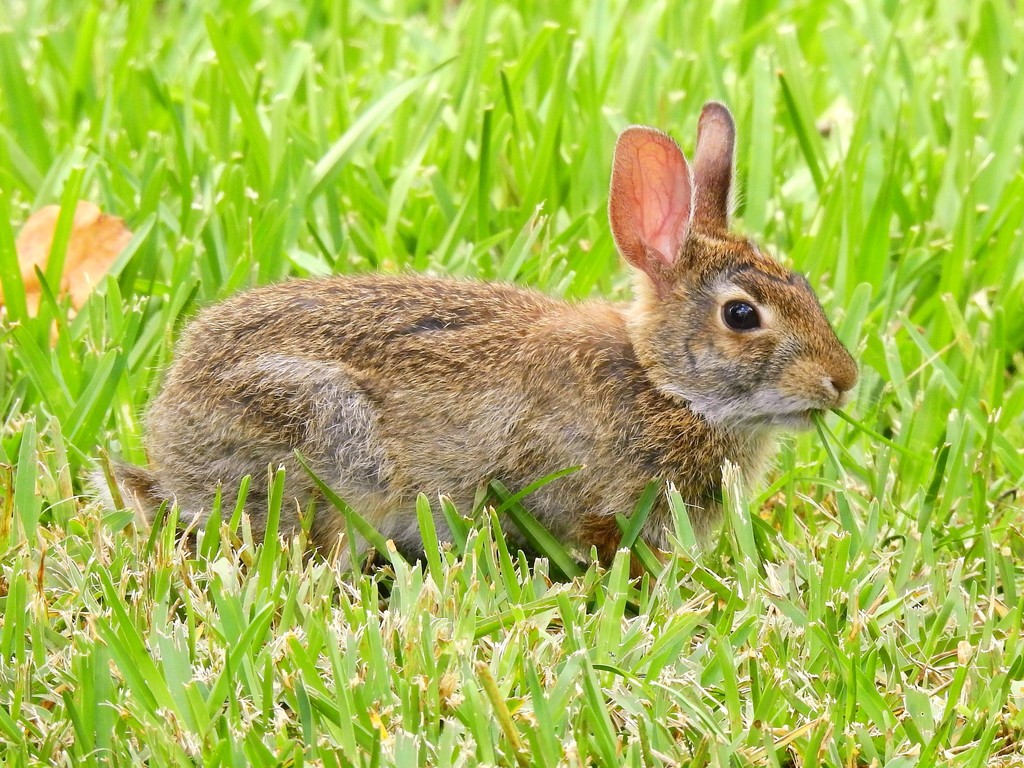 Marsh Rabbit from (west) Boynton Beach, FL, USA on May 02, 2022 at 11: ...
