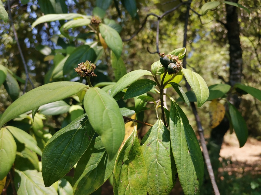 Cornus disciflora in May 2022 by Eusebio Roldán Félix · iNaturalist