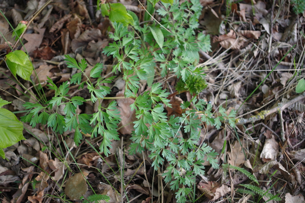 Mountain Parsley from Floridsdorf, 1210 Wien, Österreich on April 30 ...