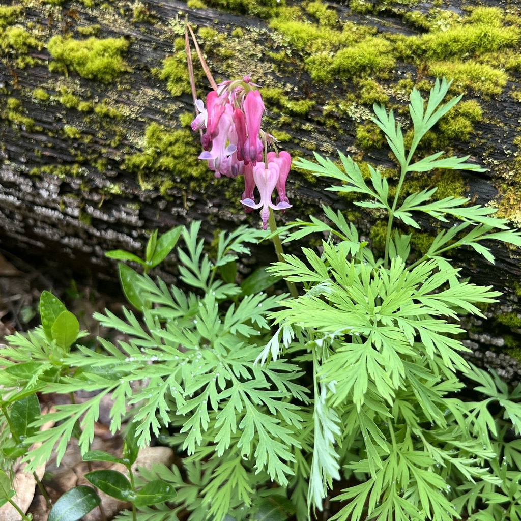 Fringed Bleeding Heart in May 2022 by Zygy · iNaturalist