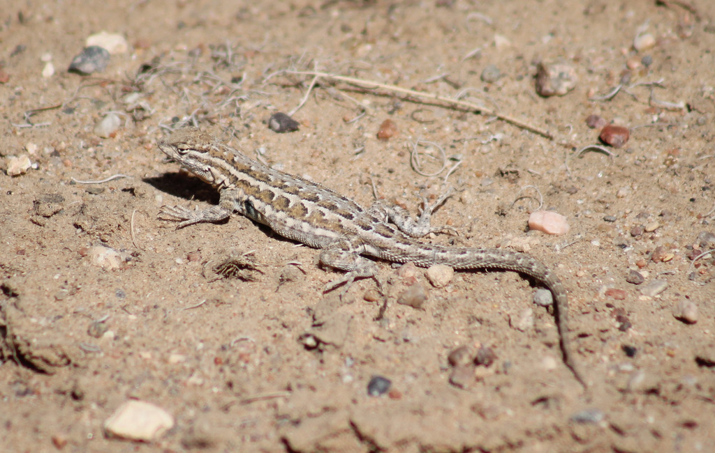 Eastern Side-blotched Lizard from Rivers Edge, Rio Rancho, NM, USA on ...