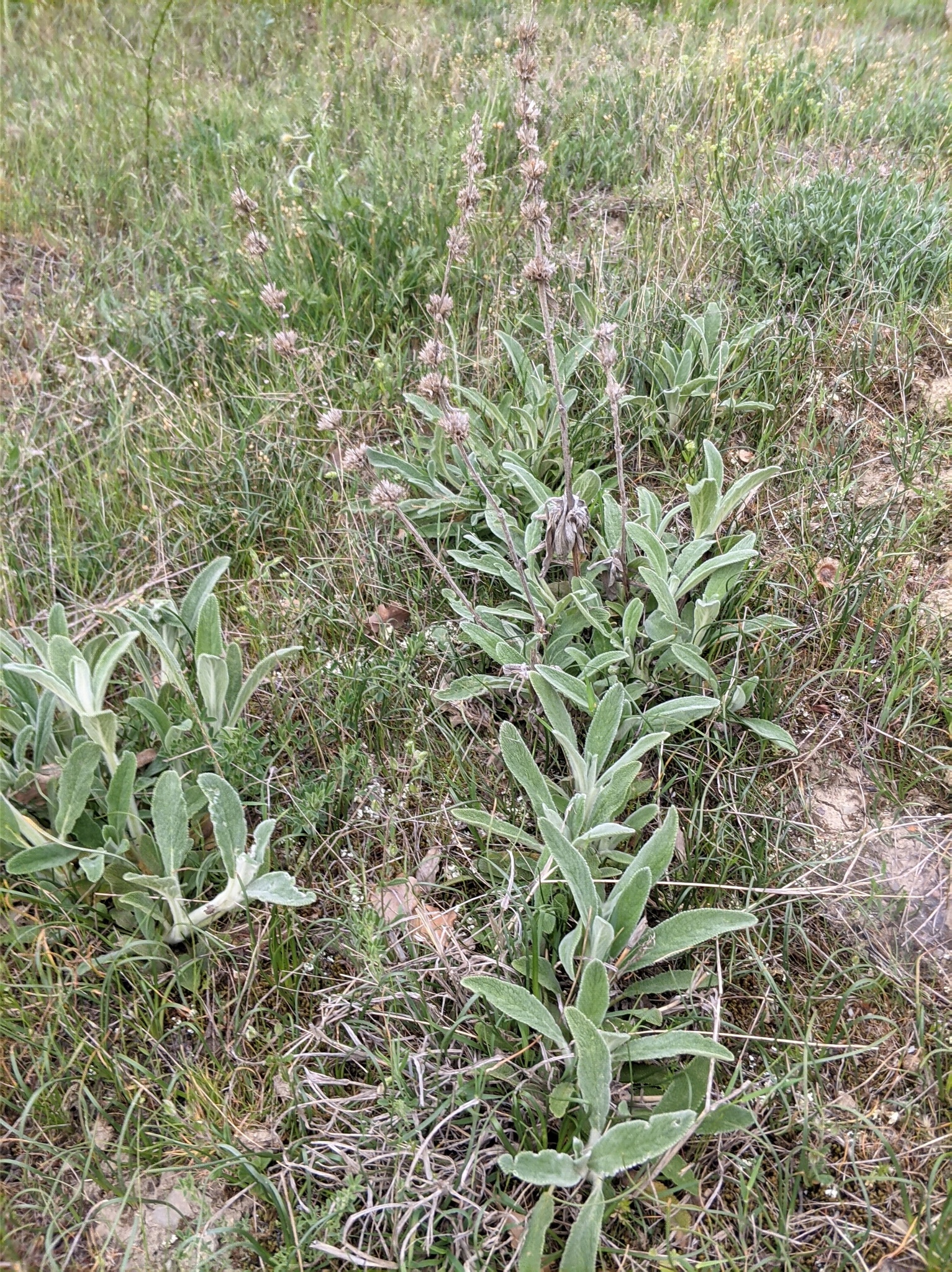 Stachys cretica L.