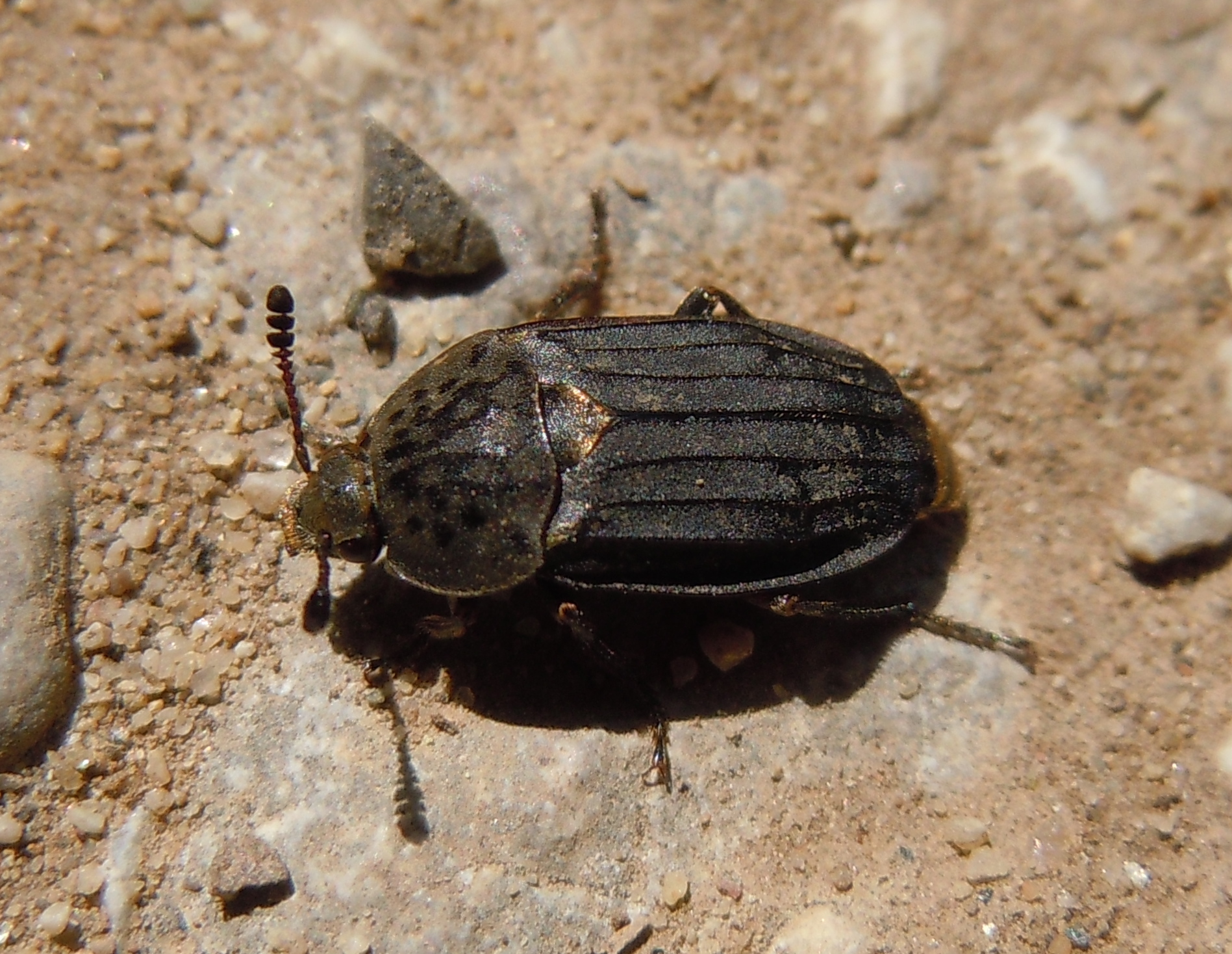 Thanatophilus sinuatus (Fabricius, 1775)