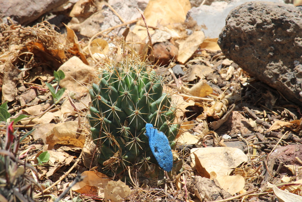 Coryphantha octacantha from Huichapan, Hgo., México on May 2, 2022 at ...