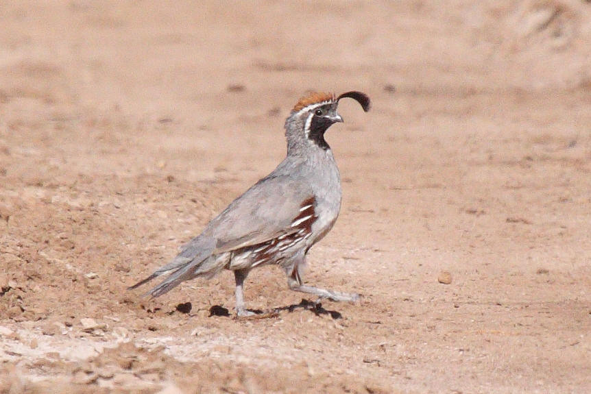 Gambel's Quail from Wister unit, Salton Sea, CA on August 08, 2010 by L ...
