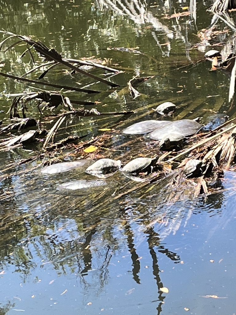 Spiny Softshell from Los Angeles County Arboretum and Botanic Garden ...